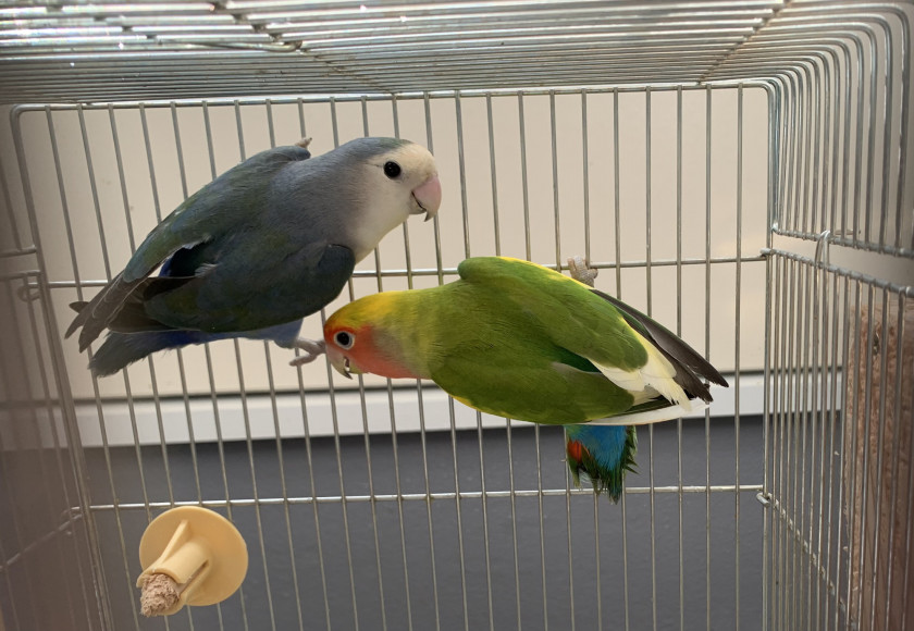 販売中 | Flap-bird