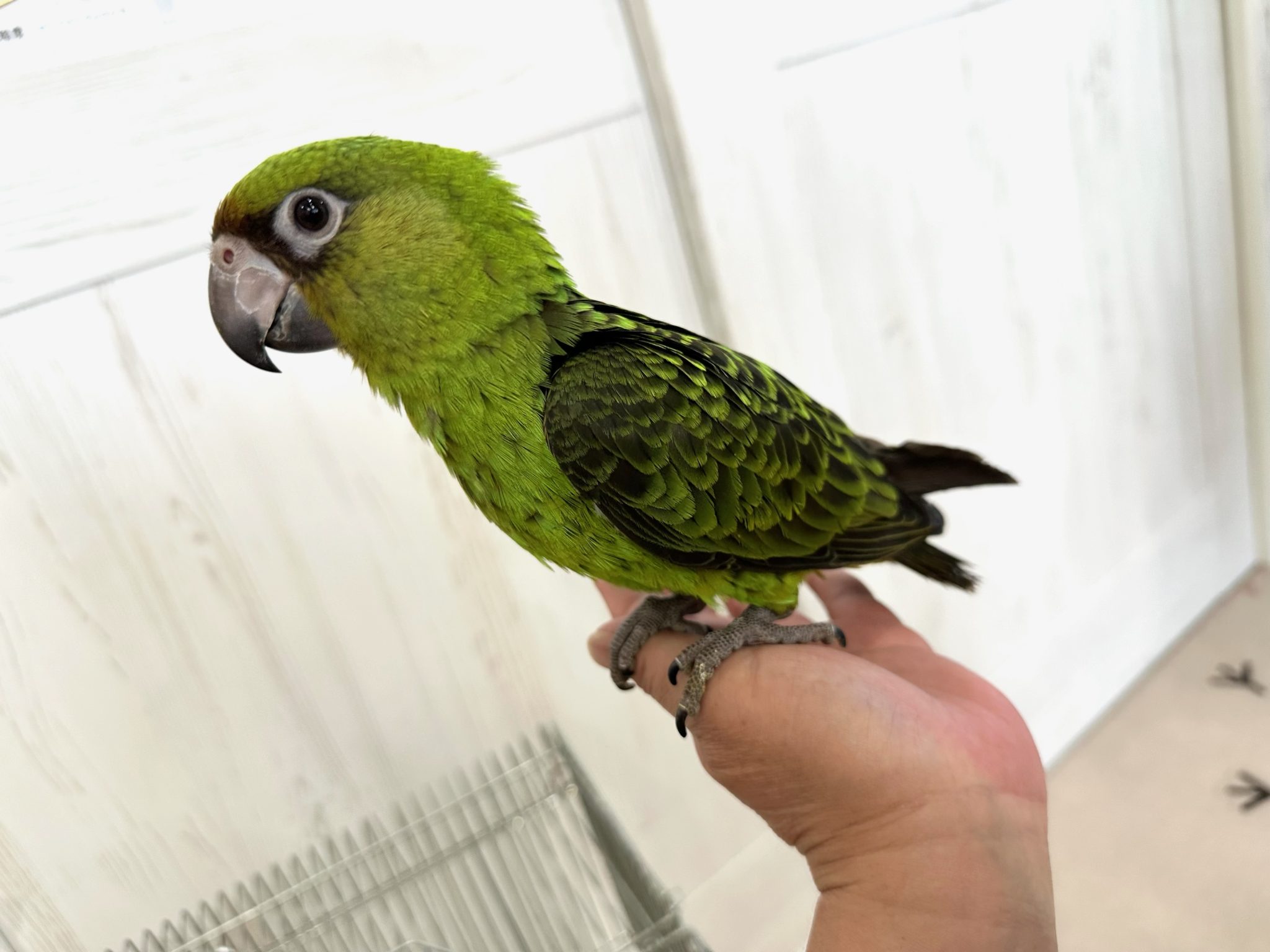 販売中 | Flap-bird