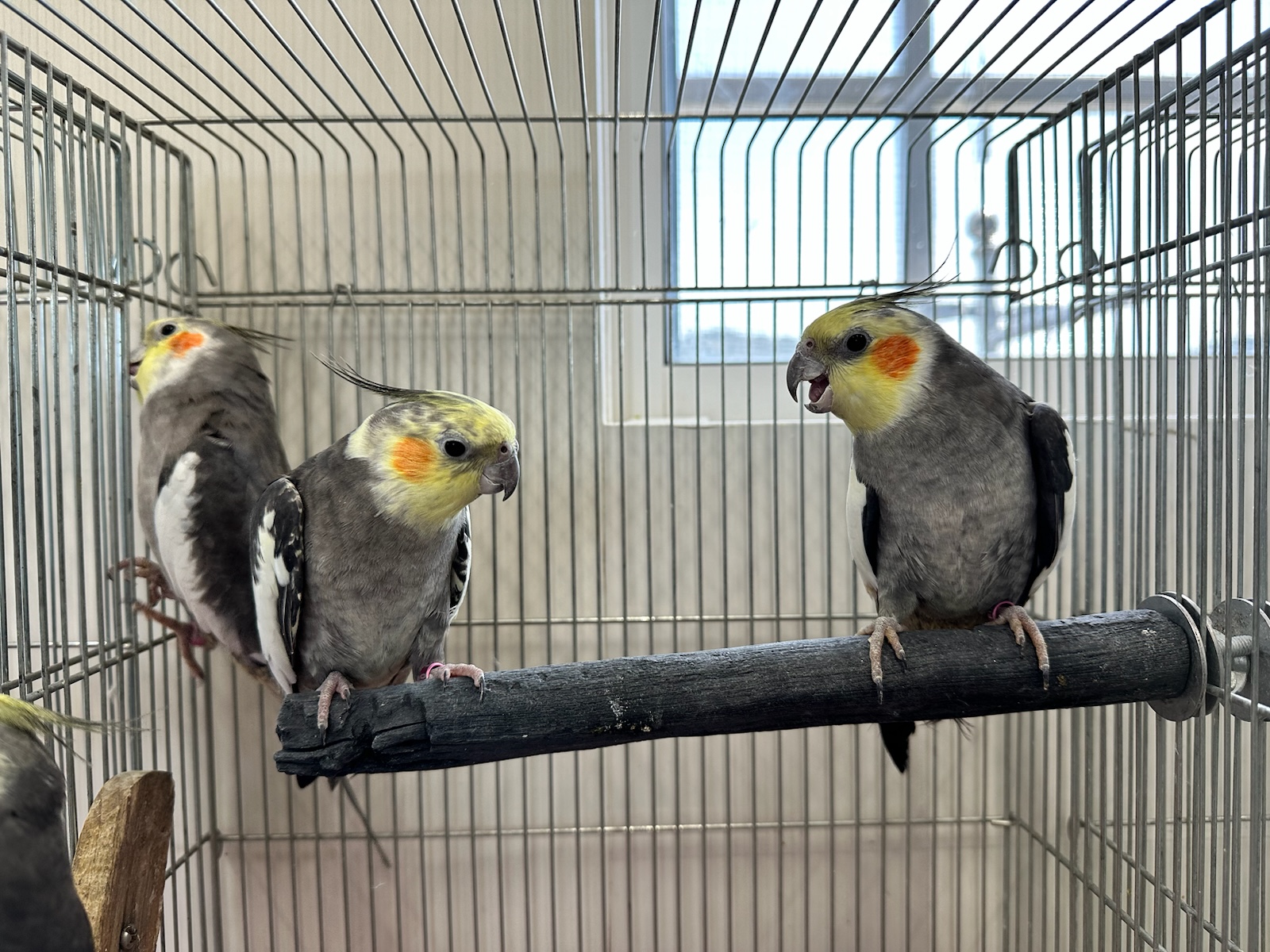 販売中 | Flap-bird