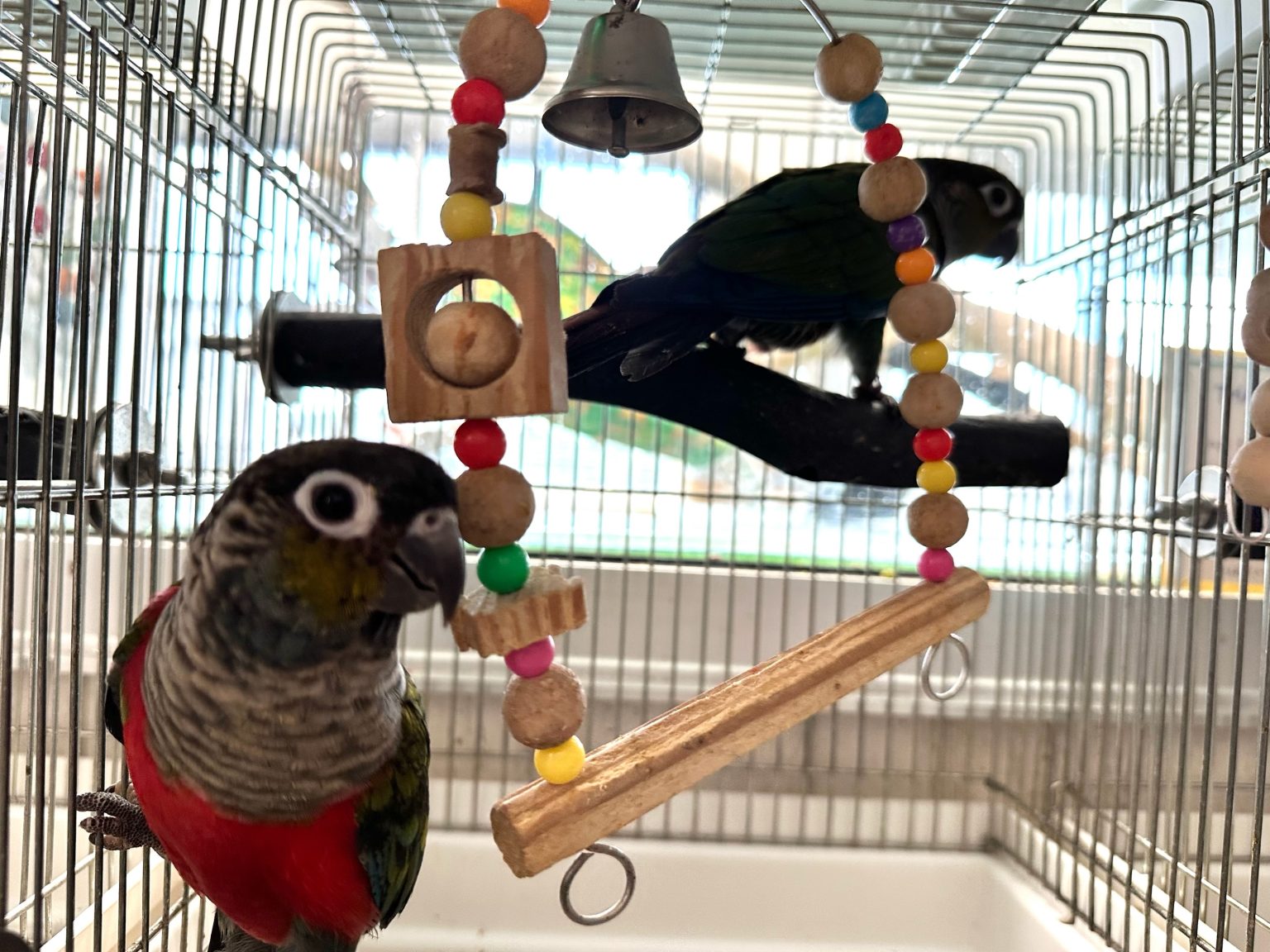 販売中 | Flap-bird