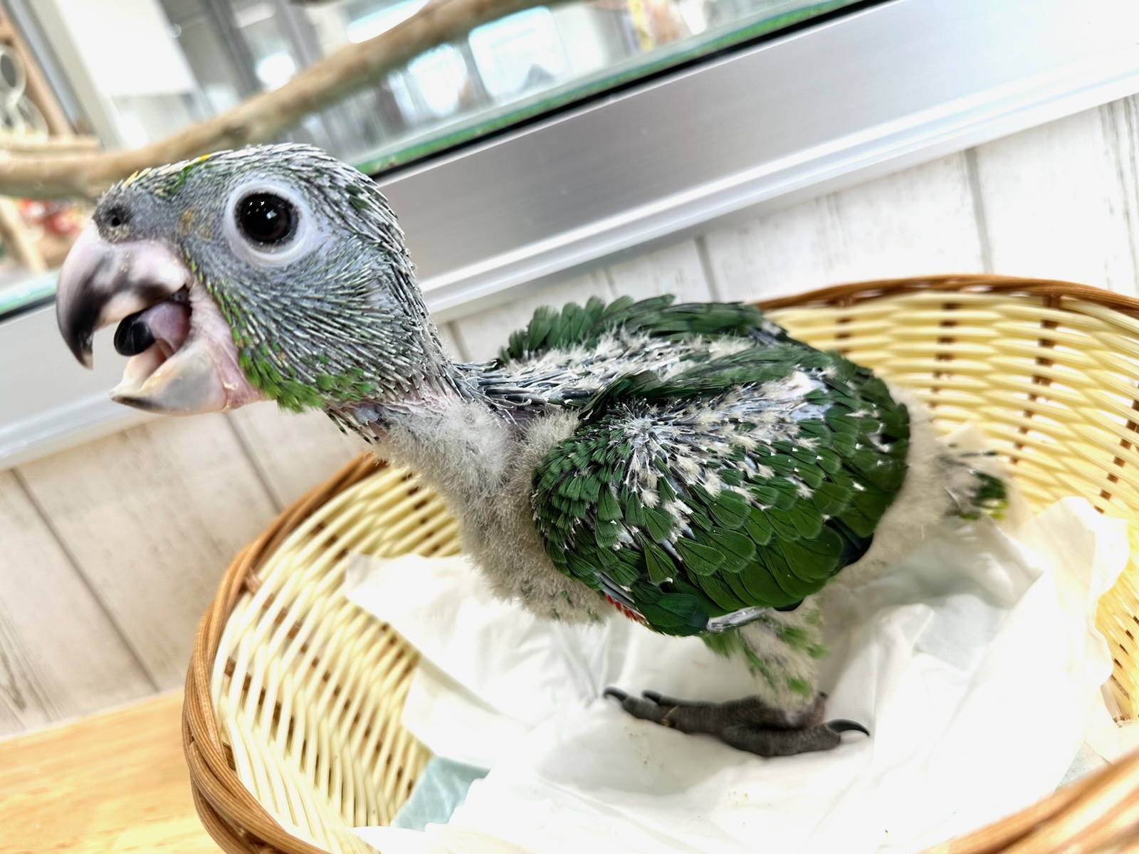 販売中 | Flap-bird