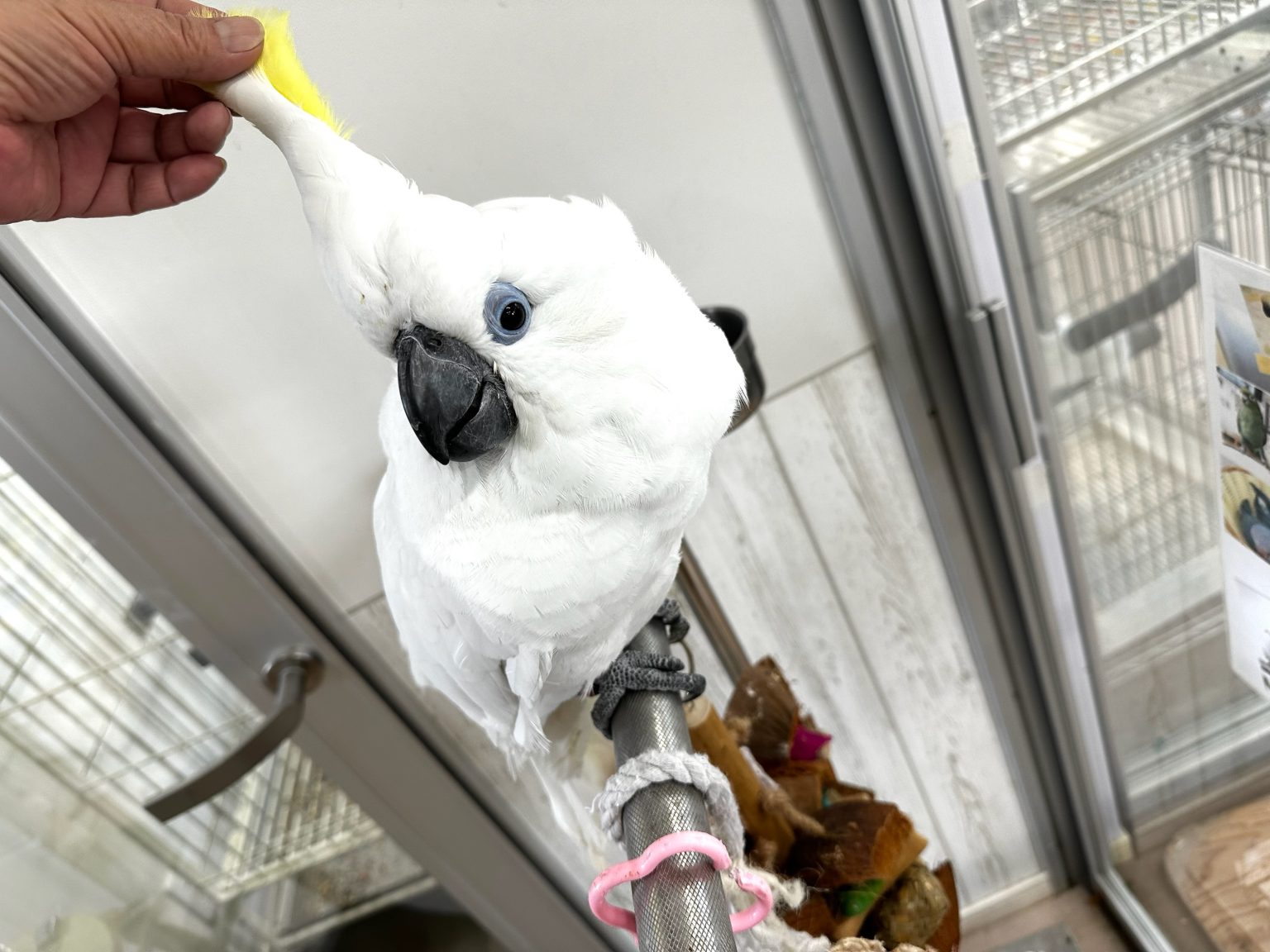 販売中 | Flap-bird