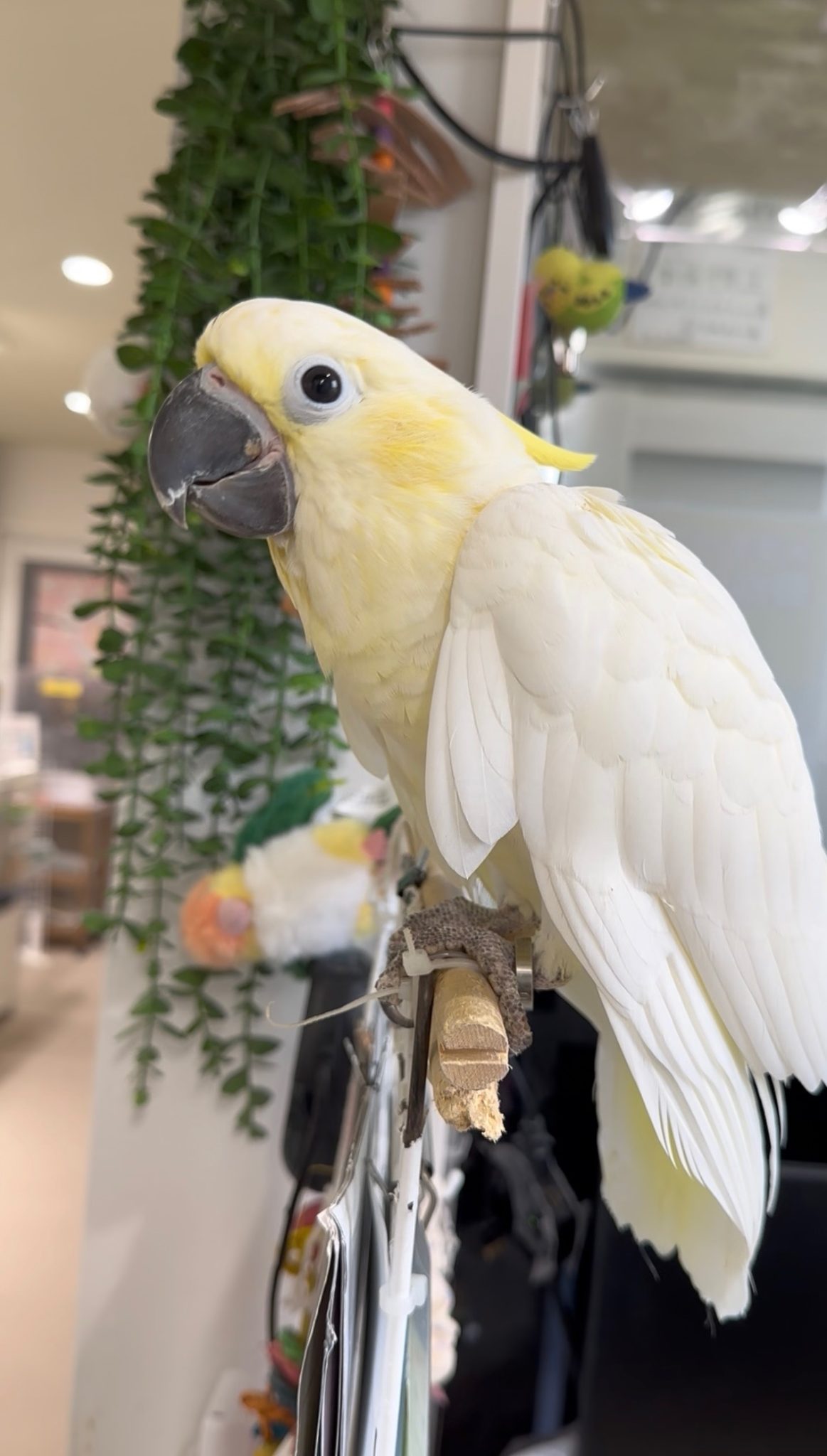 販売中 | Flap-bird