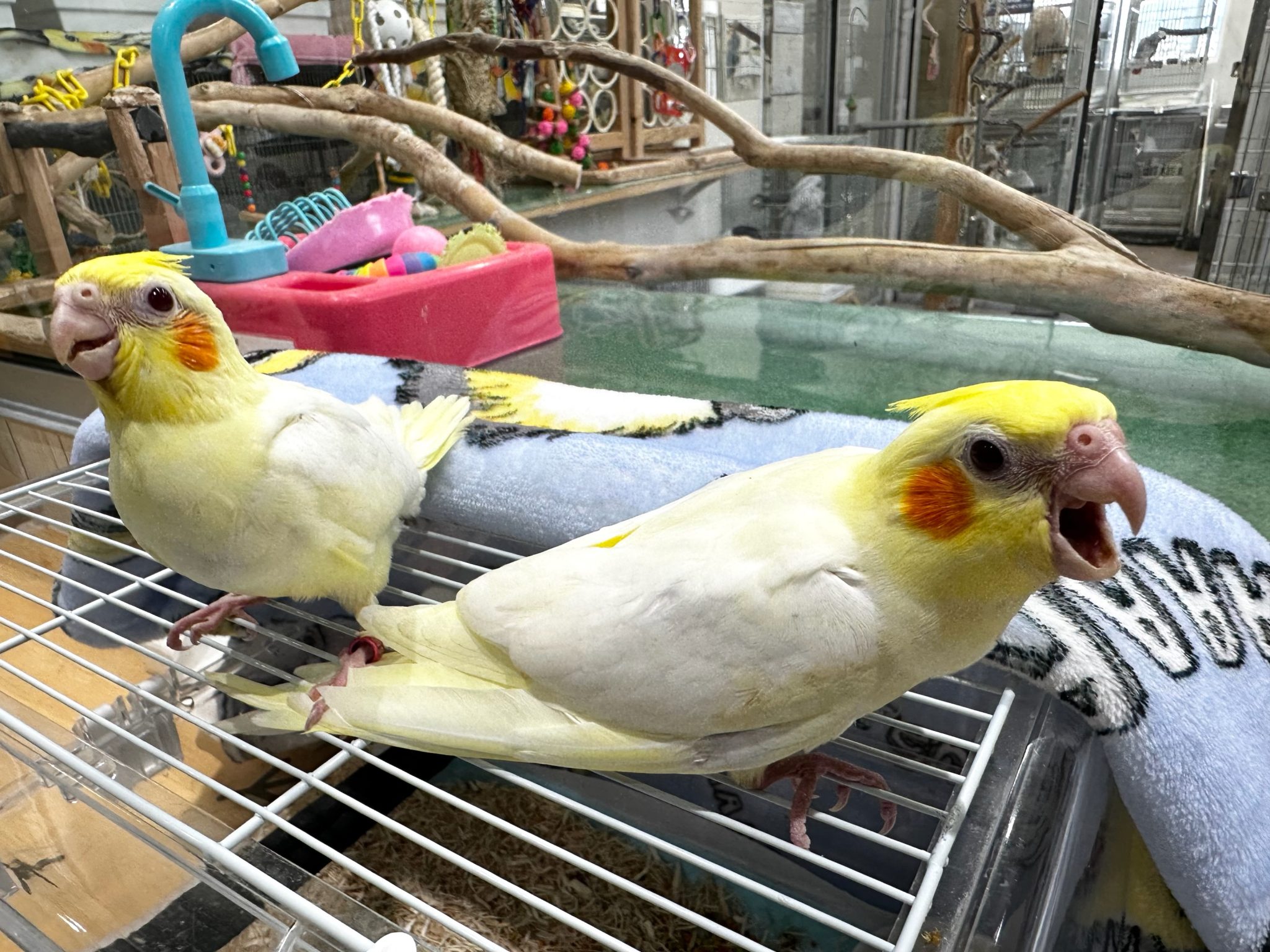 販売中 | Flap-bird